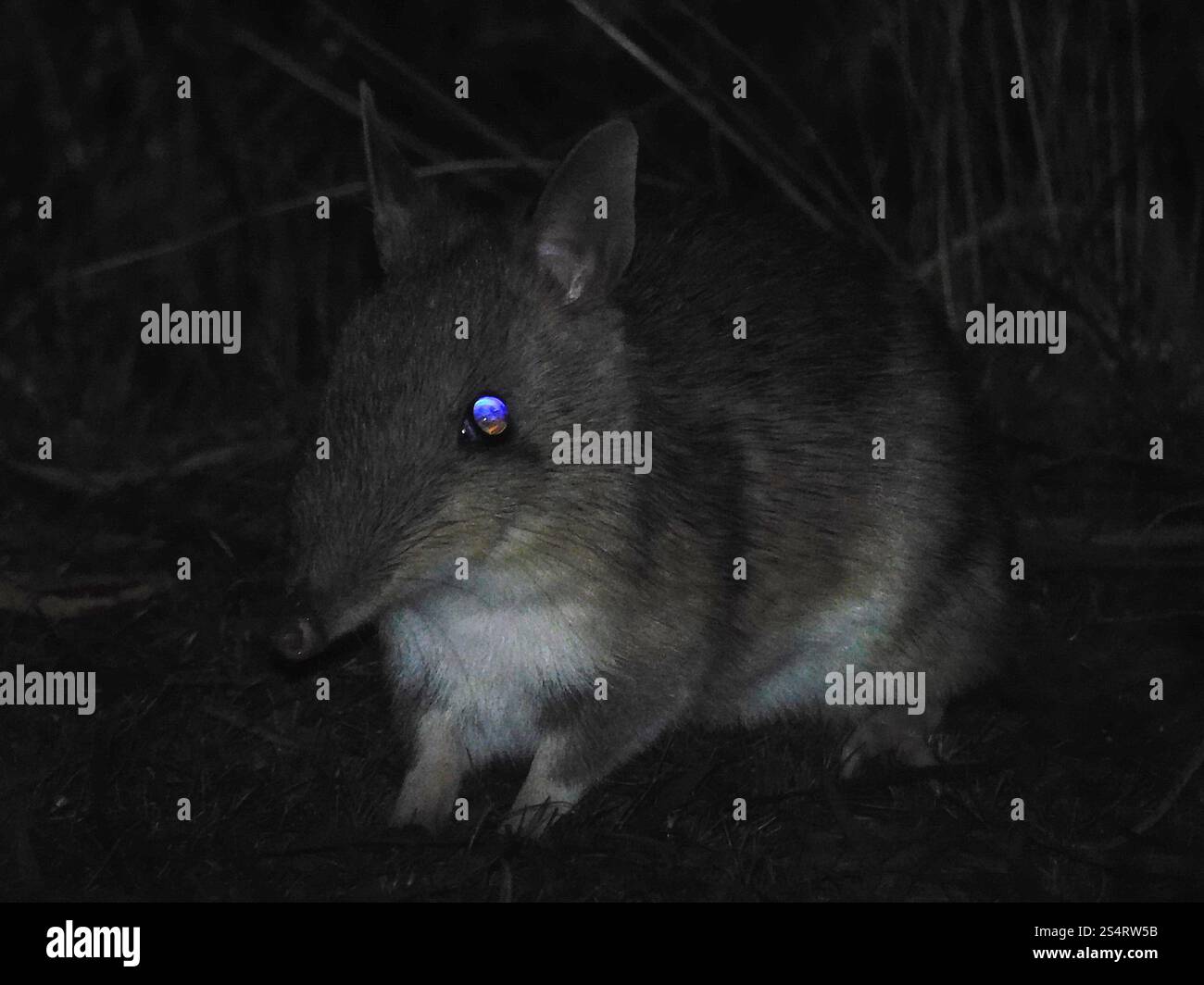 Eastern Barred Bandicoot (Perameles gunnii Stock Photo - Alamy