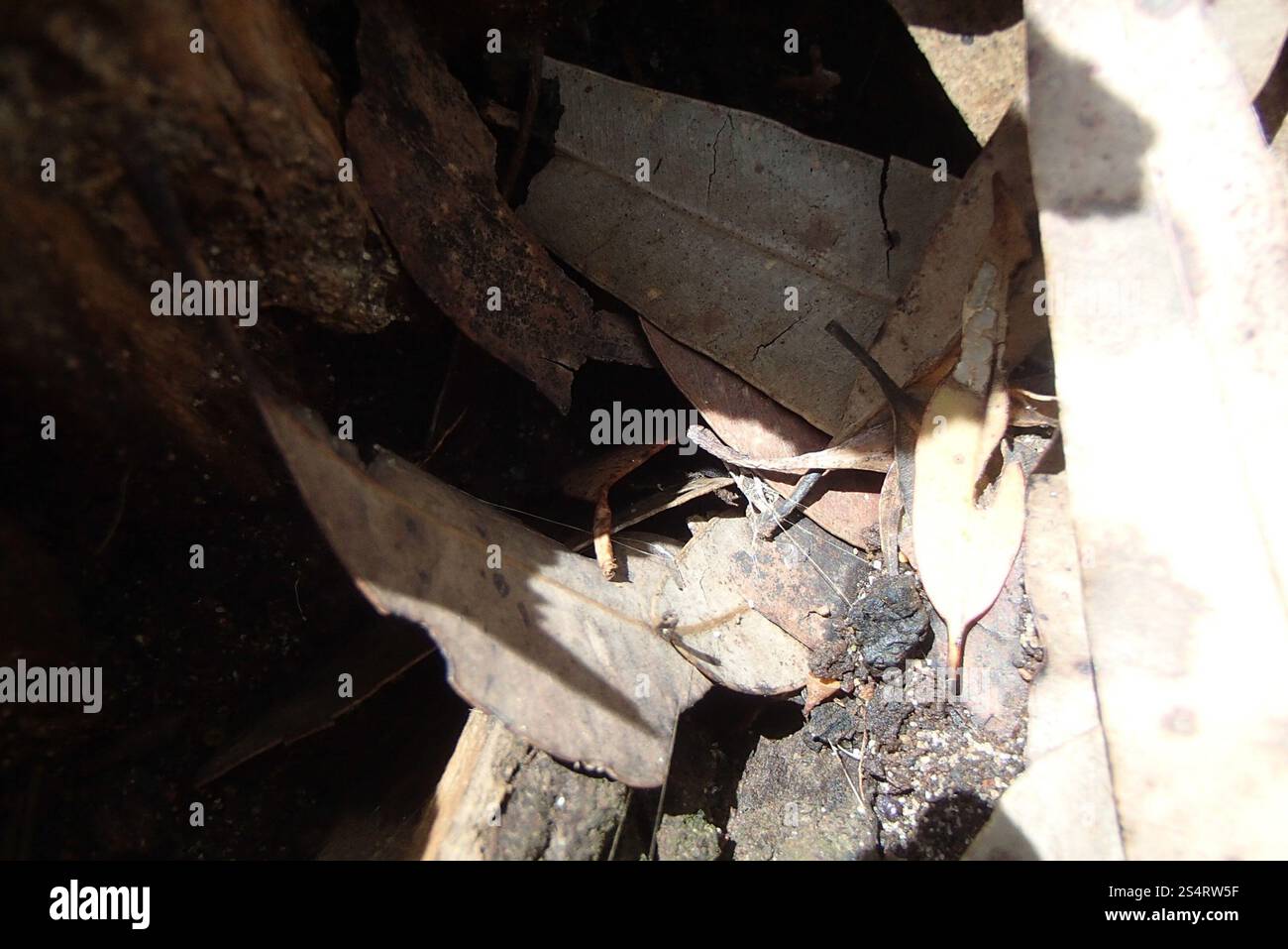 Australian Funnel-web Spiders (Atracidae Stock Photo - Alamy