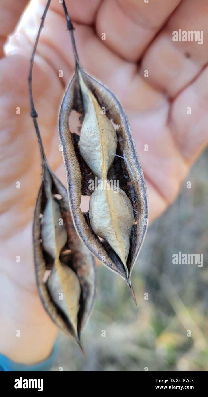 Bladder Pod (Sesbania vesicaria Stock Photo - Alamy