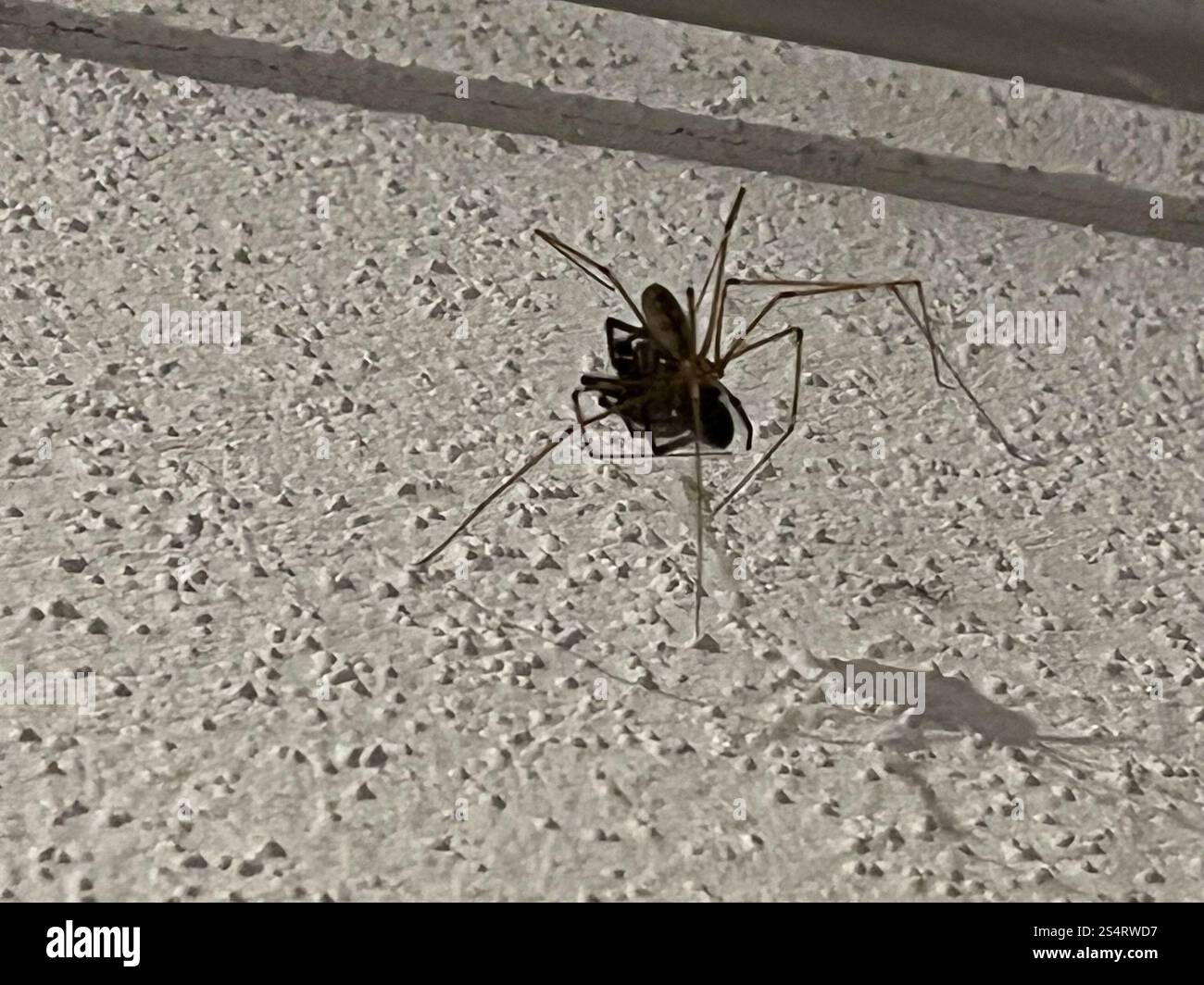 Common Cellar Spiders (Pholcus Stock Photo - Alamy