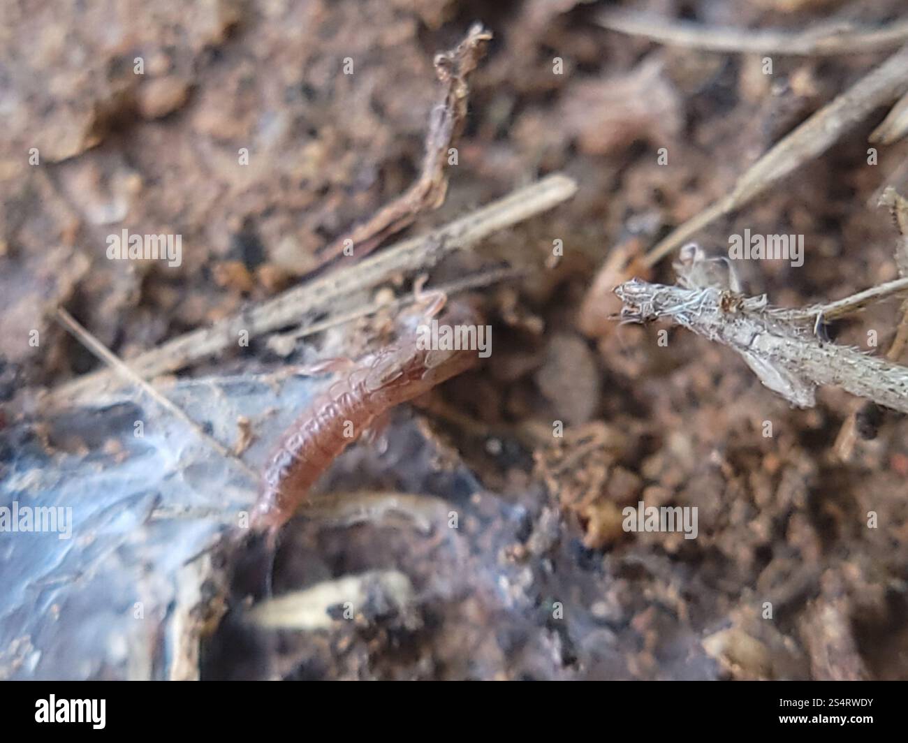 Winged and Once-winged Insects (Pterygota Stock Photo - Alamy