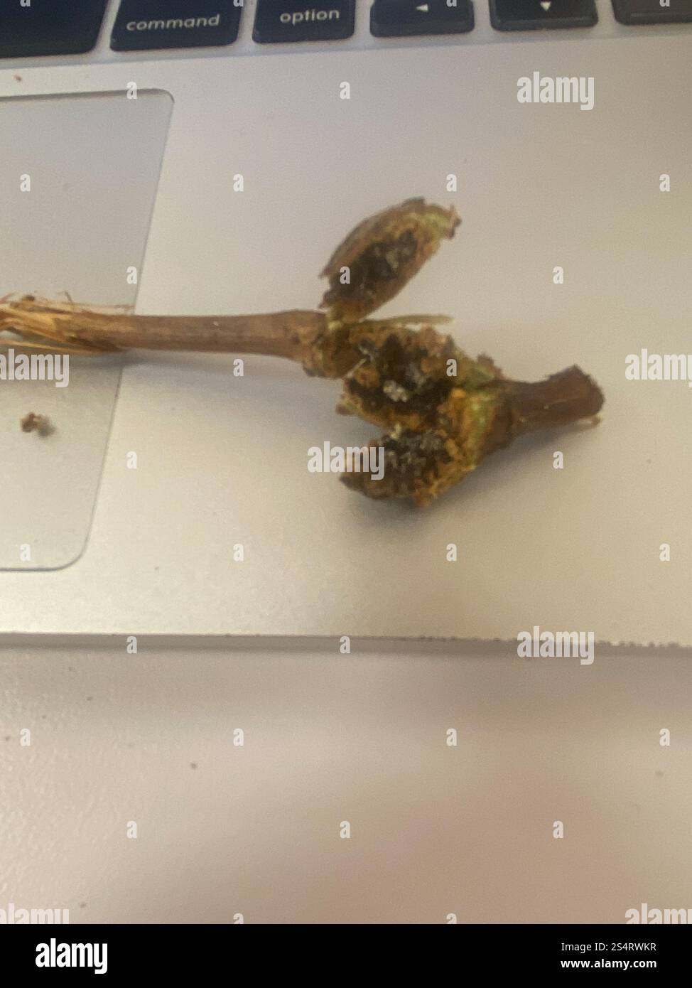 Apple Twig Borer (Amphicerus bicaudatus Stock Photo - Alamy