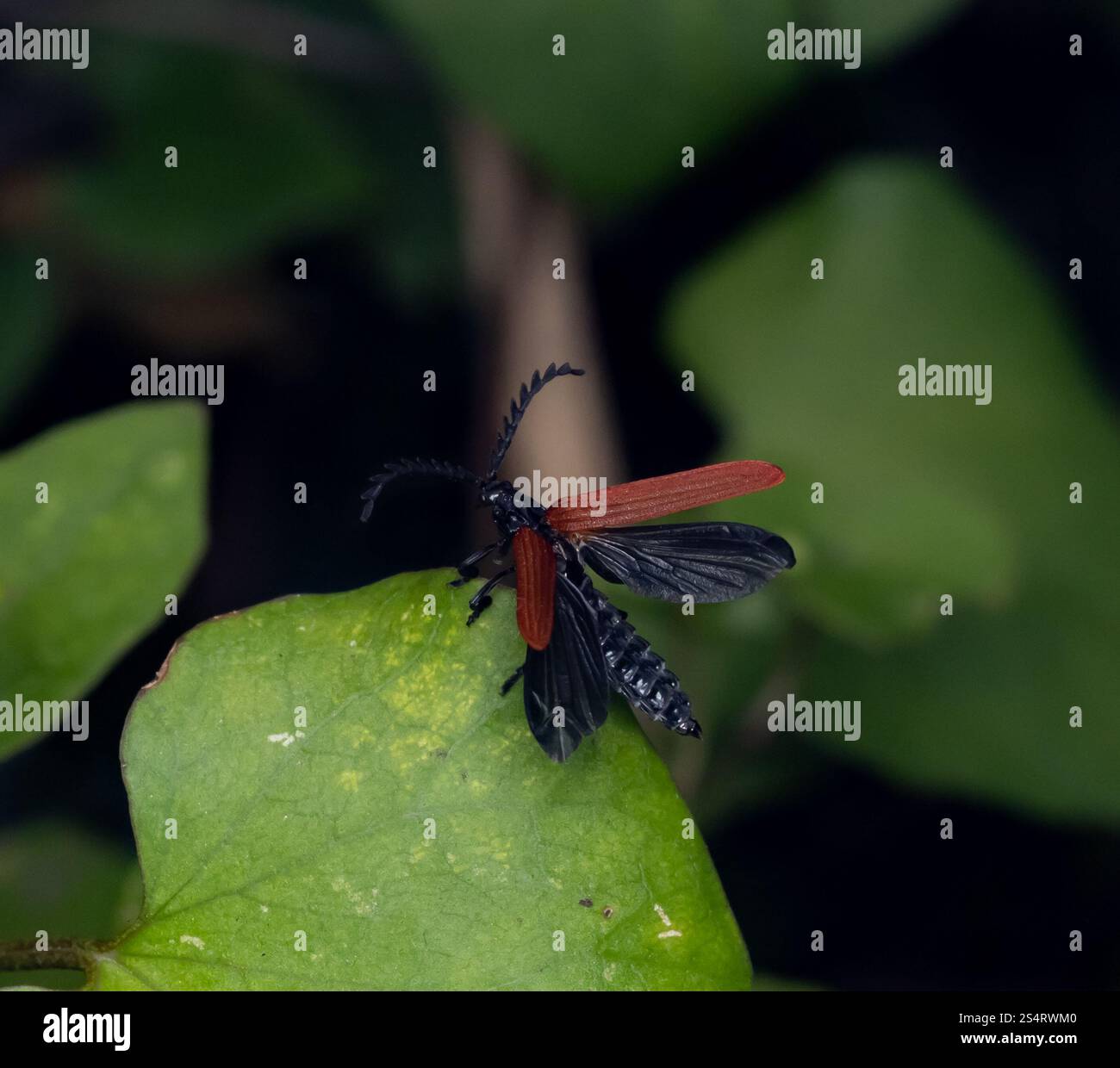 Red-winged Lycid (Porrostoma rufipenne Stock Photo - Alamy