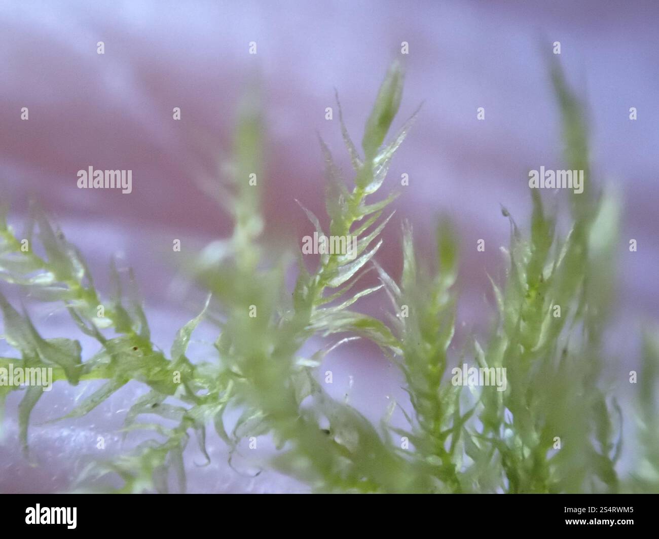 Common Feather-moss (Kindbergia praelonga Stock Photo - Alamy