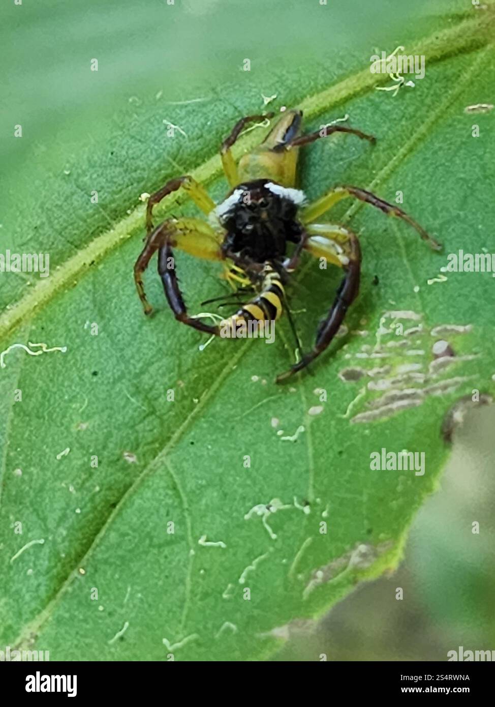 Green Jumping Spider (Mopsus mormon Stock Photo - Alamy
