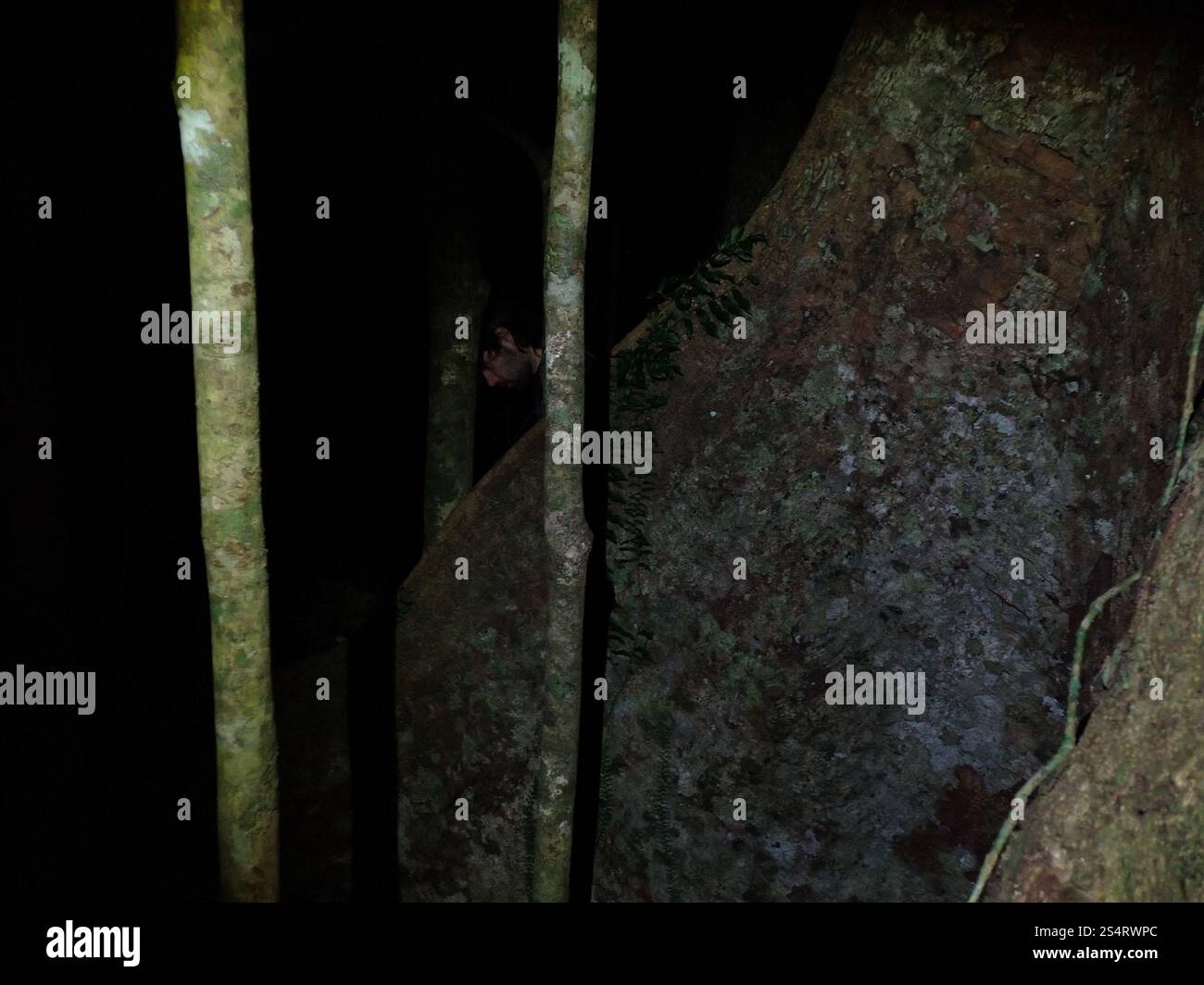 candle vine (Pothos longipes Stock Photo - Alamy