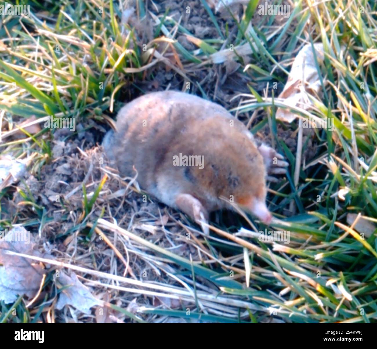 Eastern Mole (Scalopus aquaticus Stock Photo - Alamy