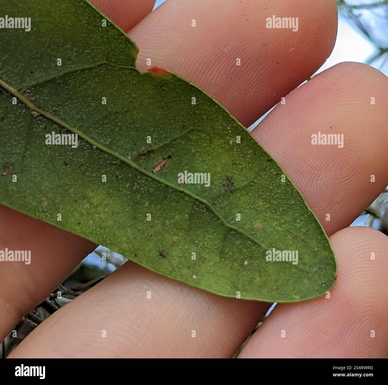swamp laurel oak (Quercus laurifolia Stock Photo - Alamy