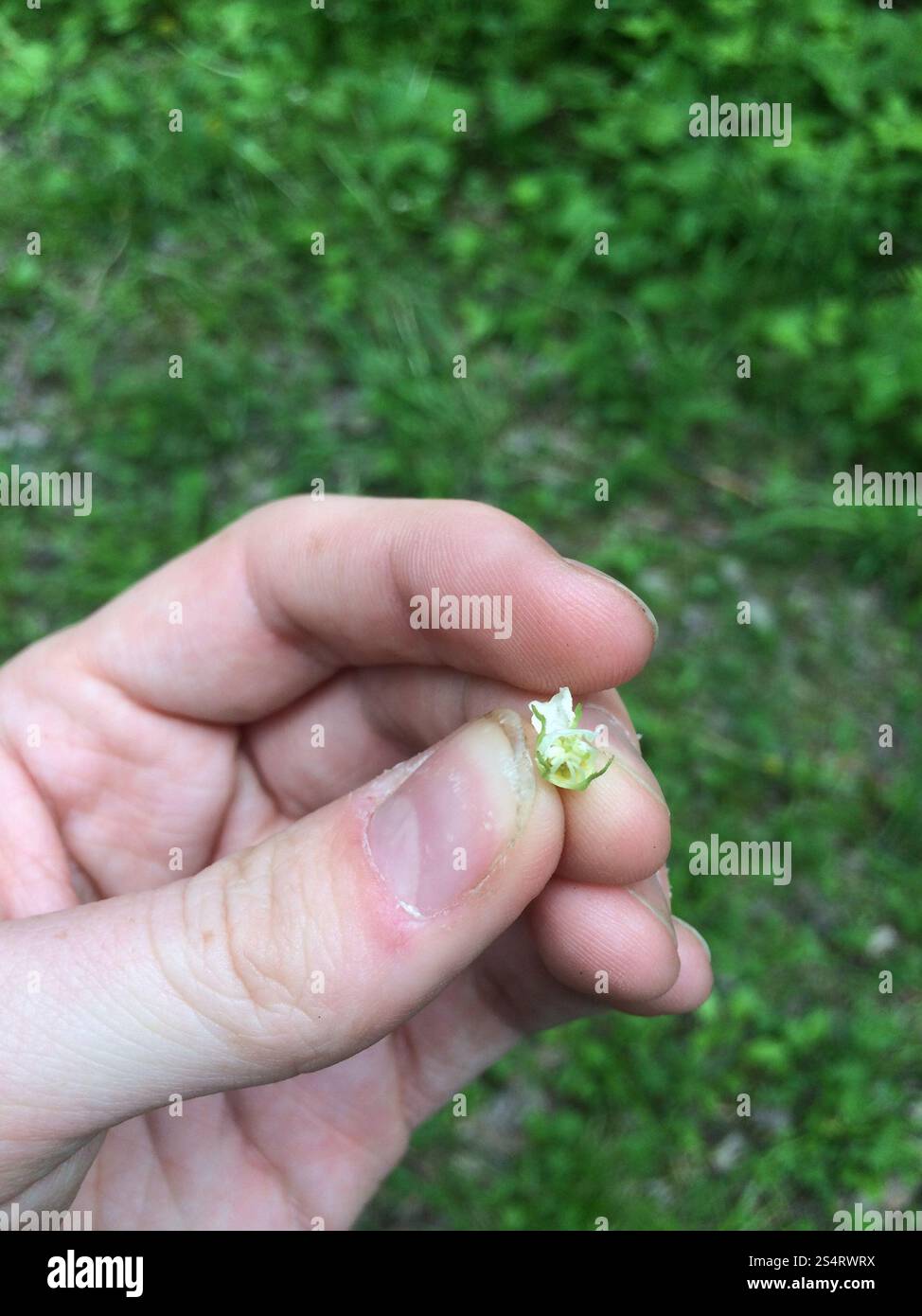 Glabrous-fruit Fireberry Hawthorn (Crataegus chrysocarpa phoeniceoides ...