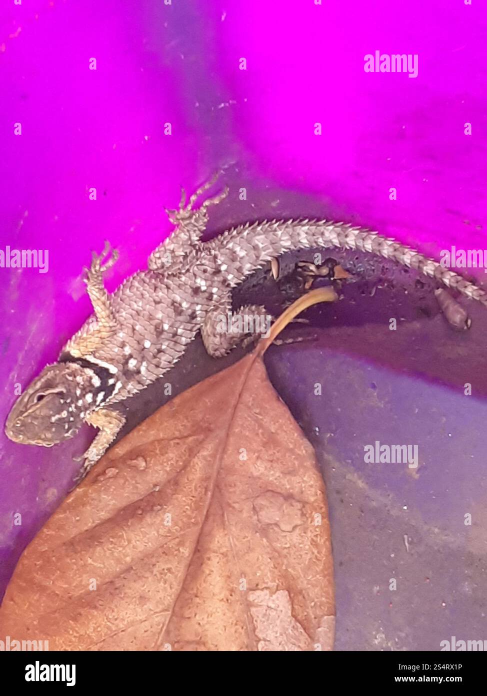 Blue Spiny Lizard (Sceloporus cyanogenys Stock Photo - Alamy