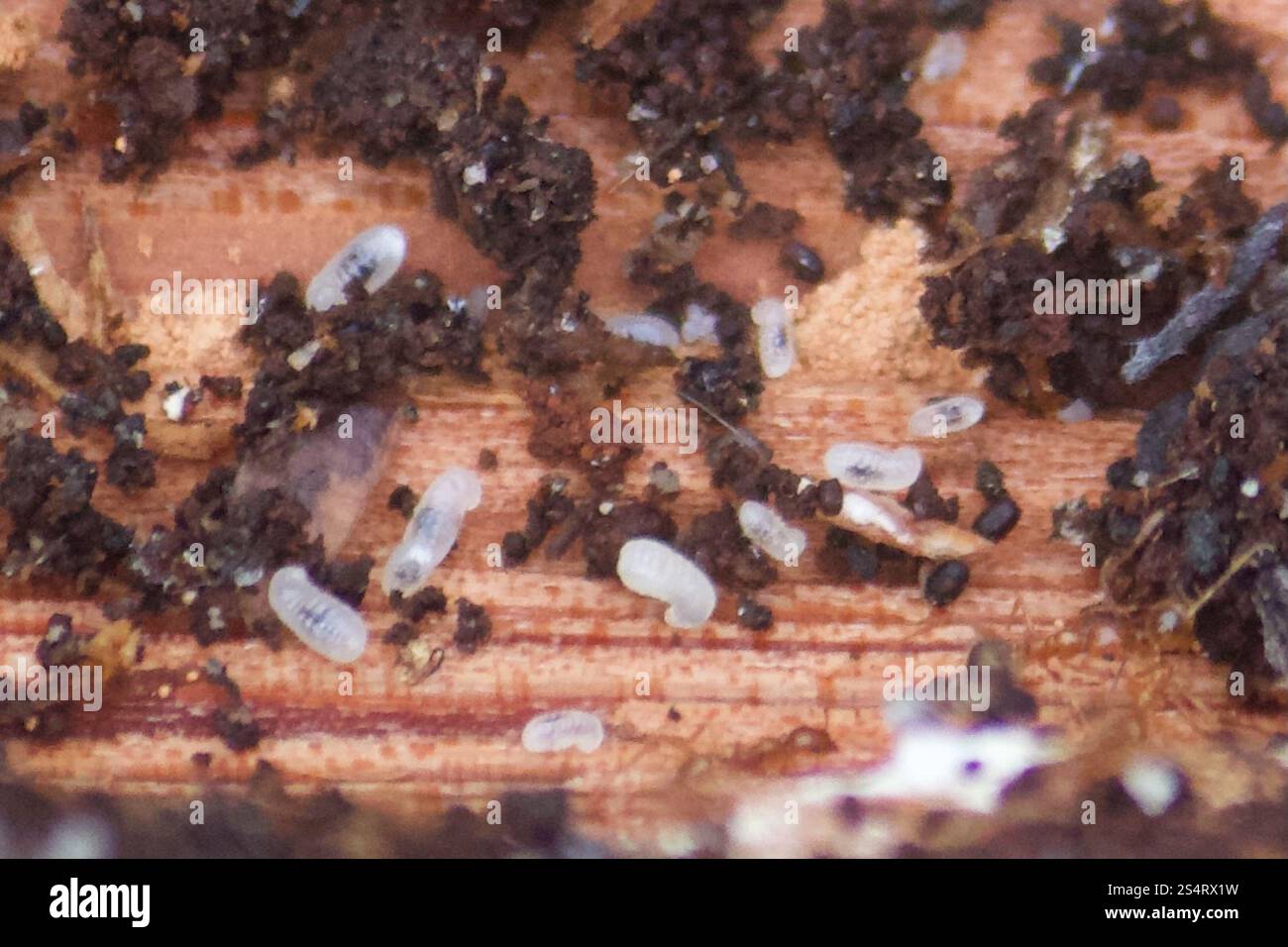 Pheidole hyatti hi-res stock photography and images - Alamy