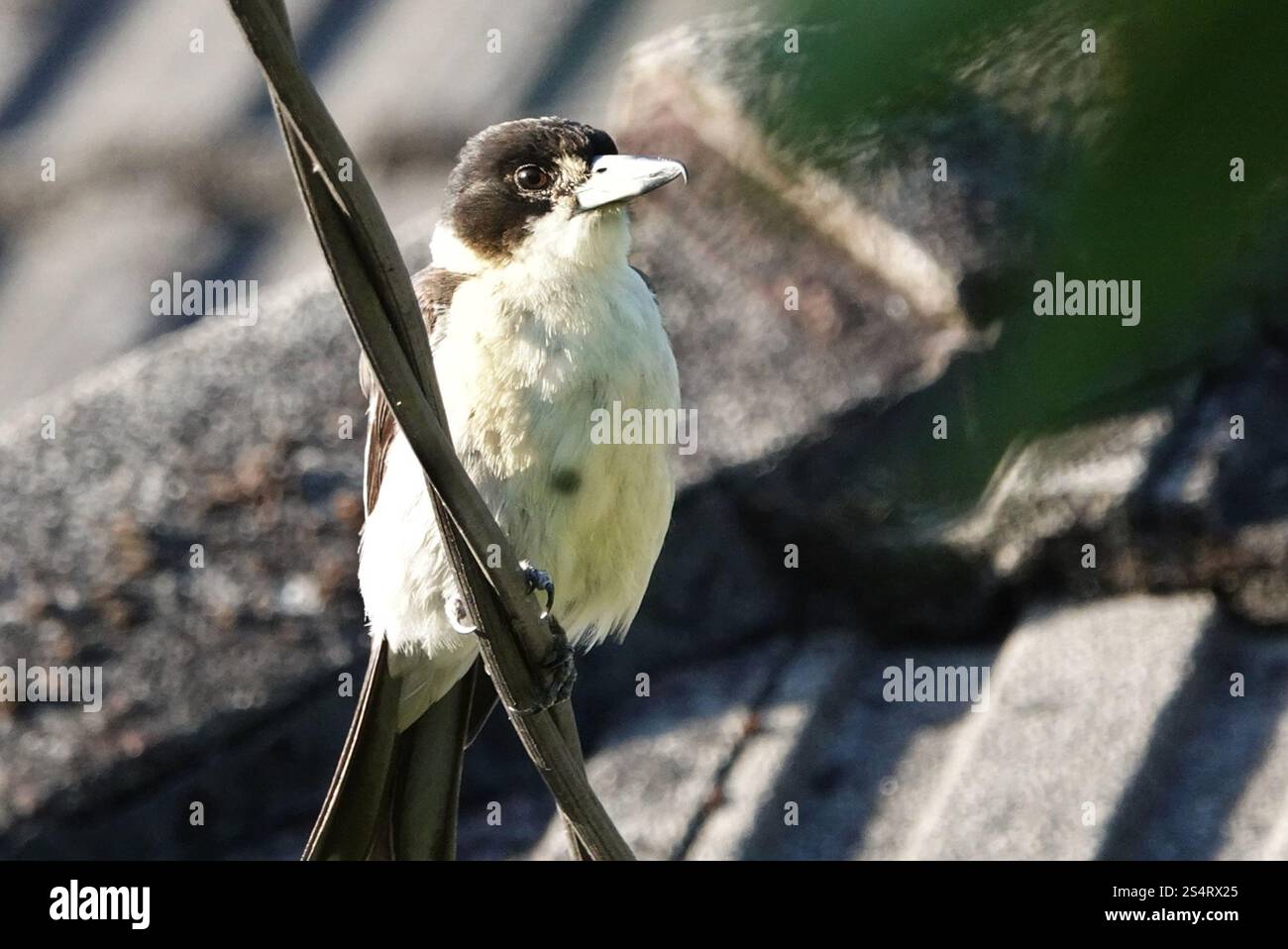 Grey Butcherbird (Cracticus torquatus Stock Photo - Alamy