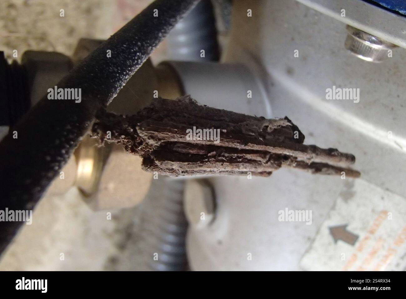 Bagworm Moths (Psychidae Stock Photo - Alamy