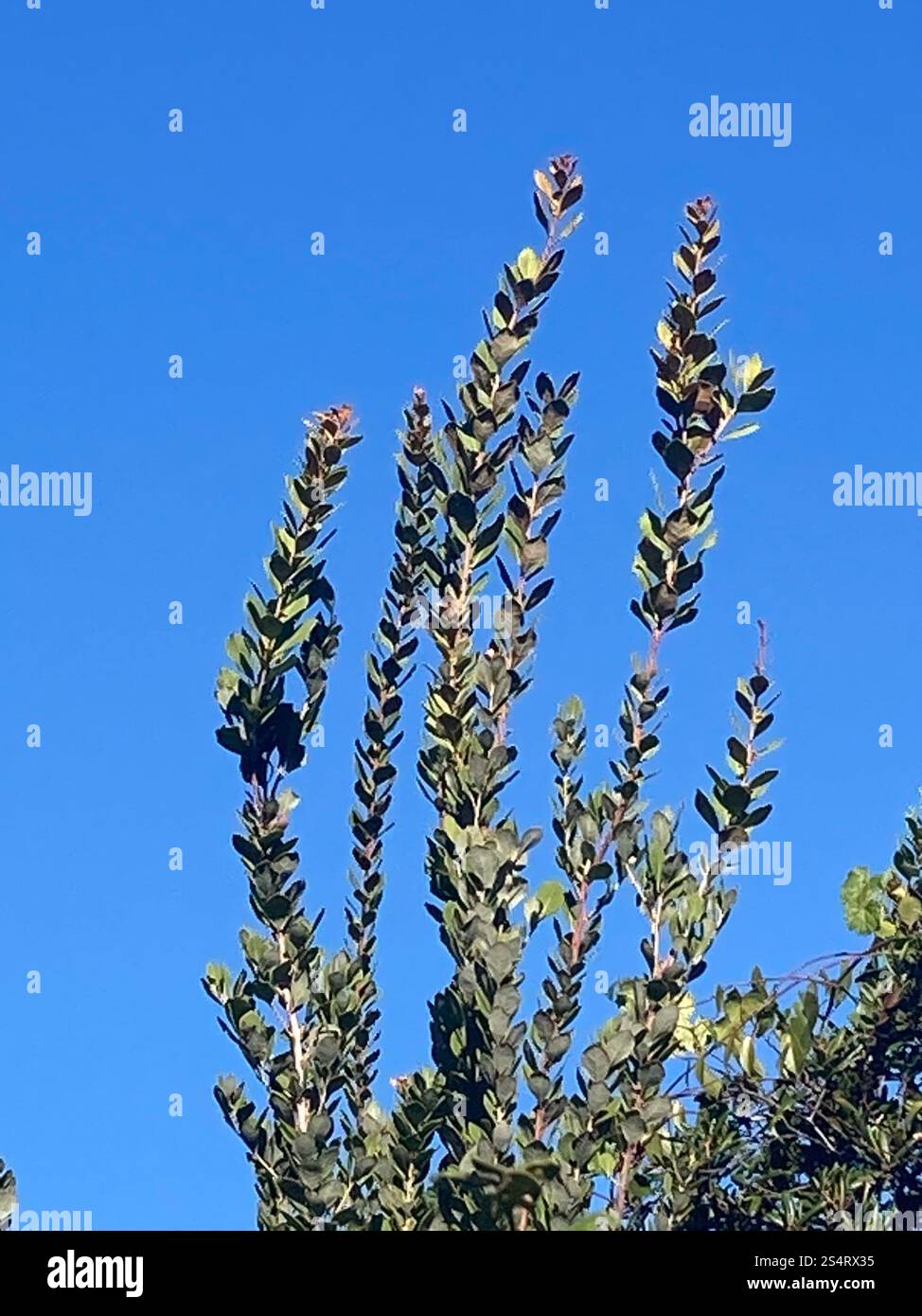 coastal plain staggerbush (Lyonia fruticosa Stock Photo - Alamy