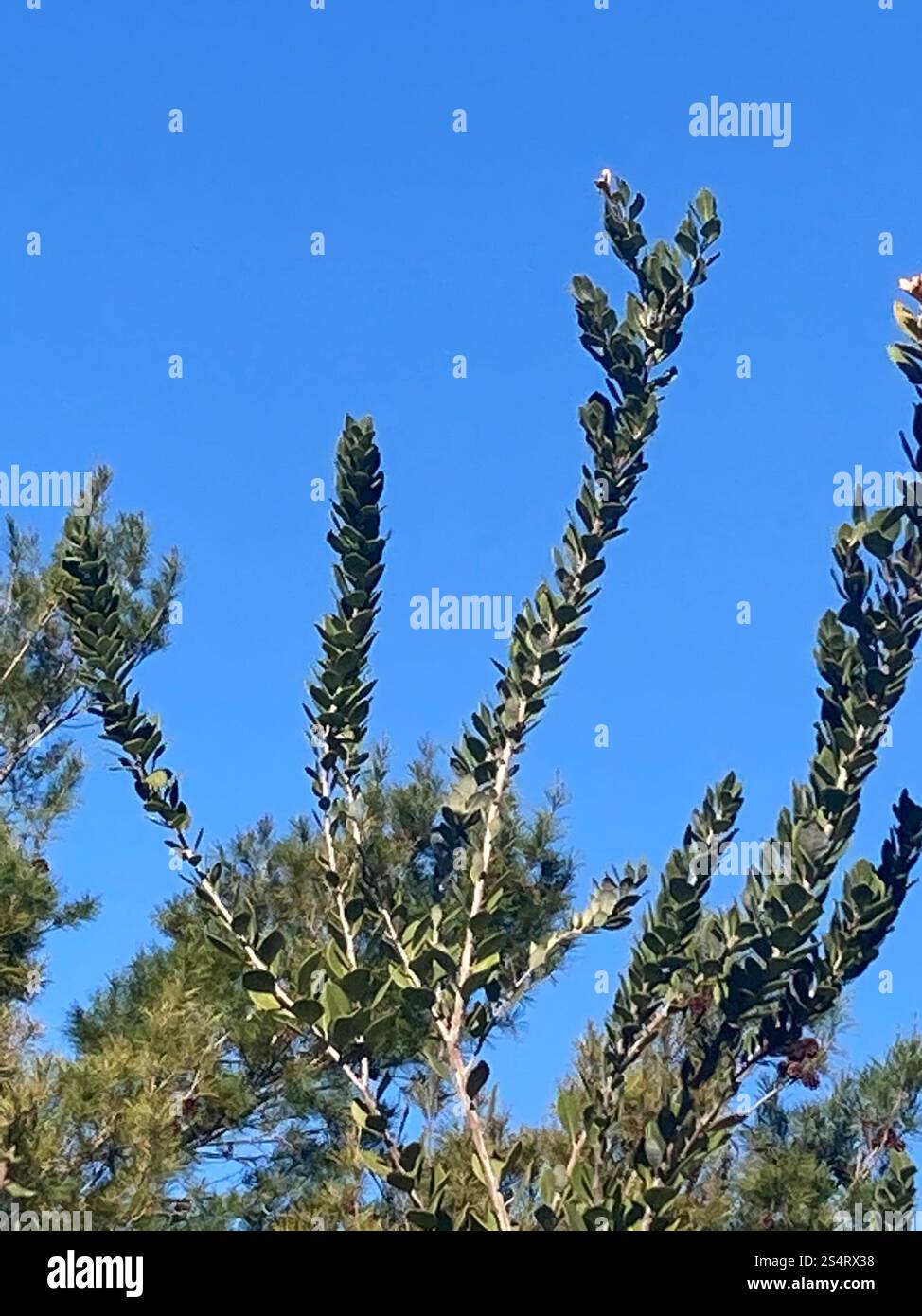 coastal plain staggerbush (Lyonia fruticosa Stock Photo - Alamy
