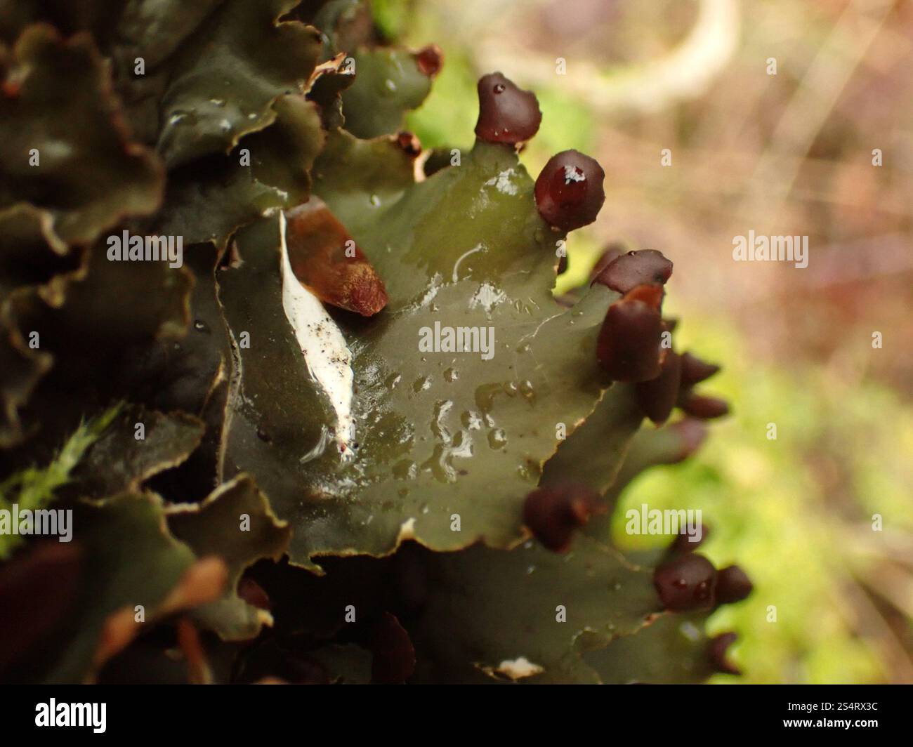 tree pelt lichen (Peltigera collina Stock Photo - Alamy