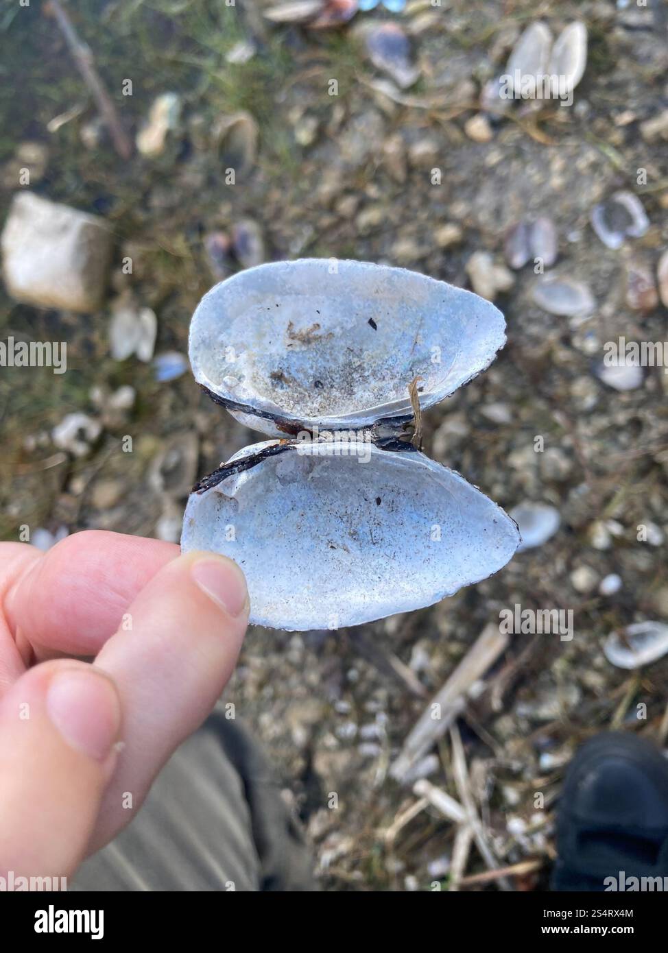 Florida Spike (Elliptio jayensis Stock Photo - Alamy