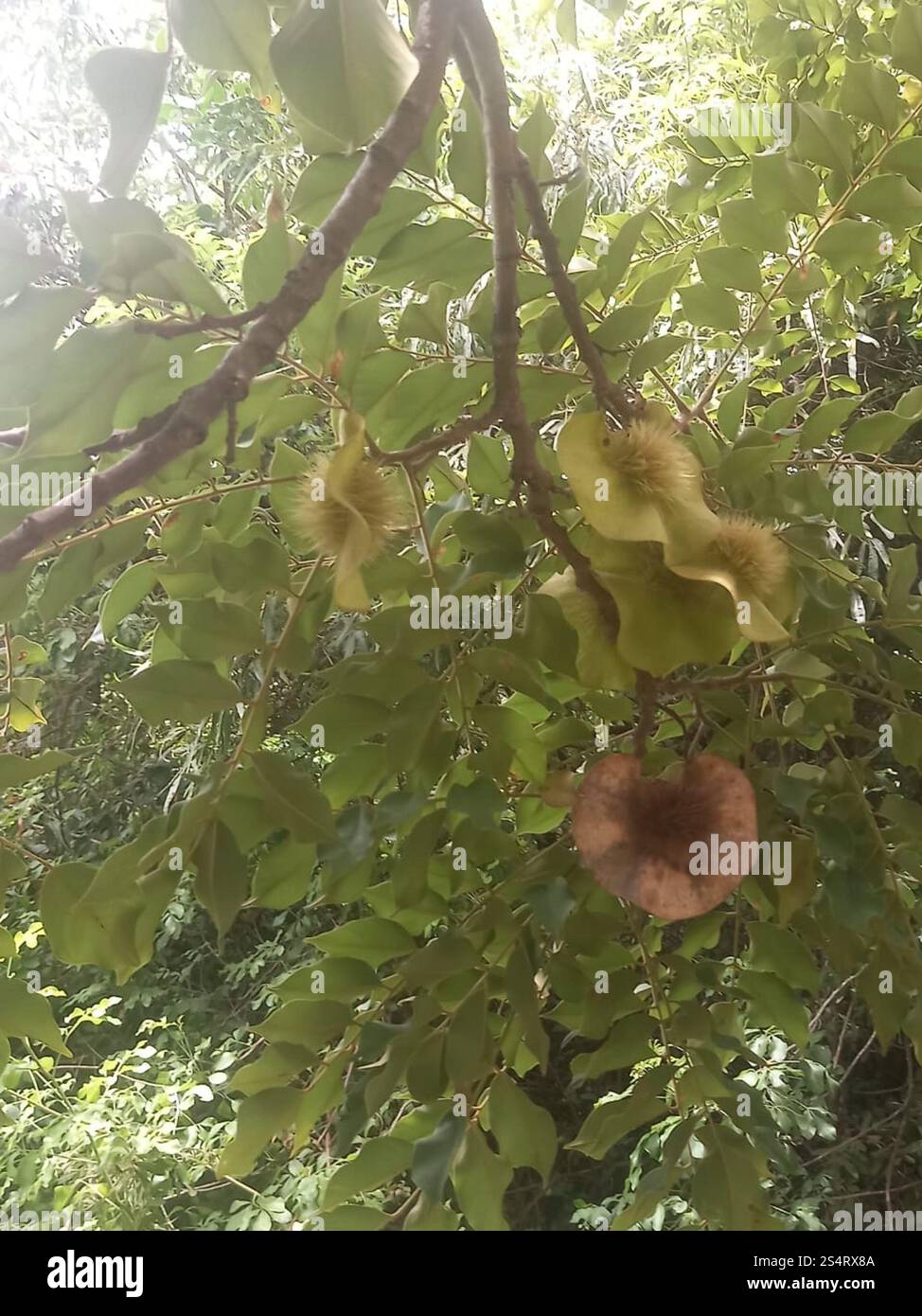 kiaat (Pterocarpus angolensis Stock Photo - Alamy