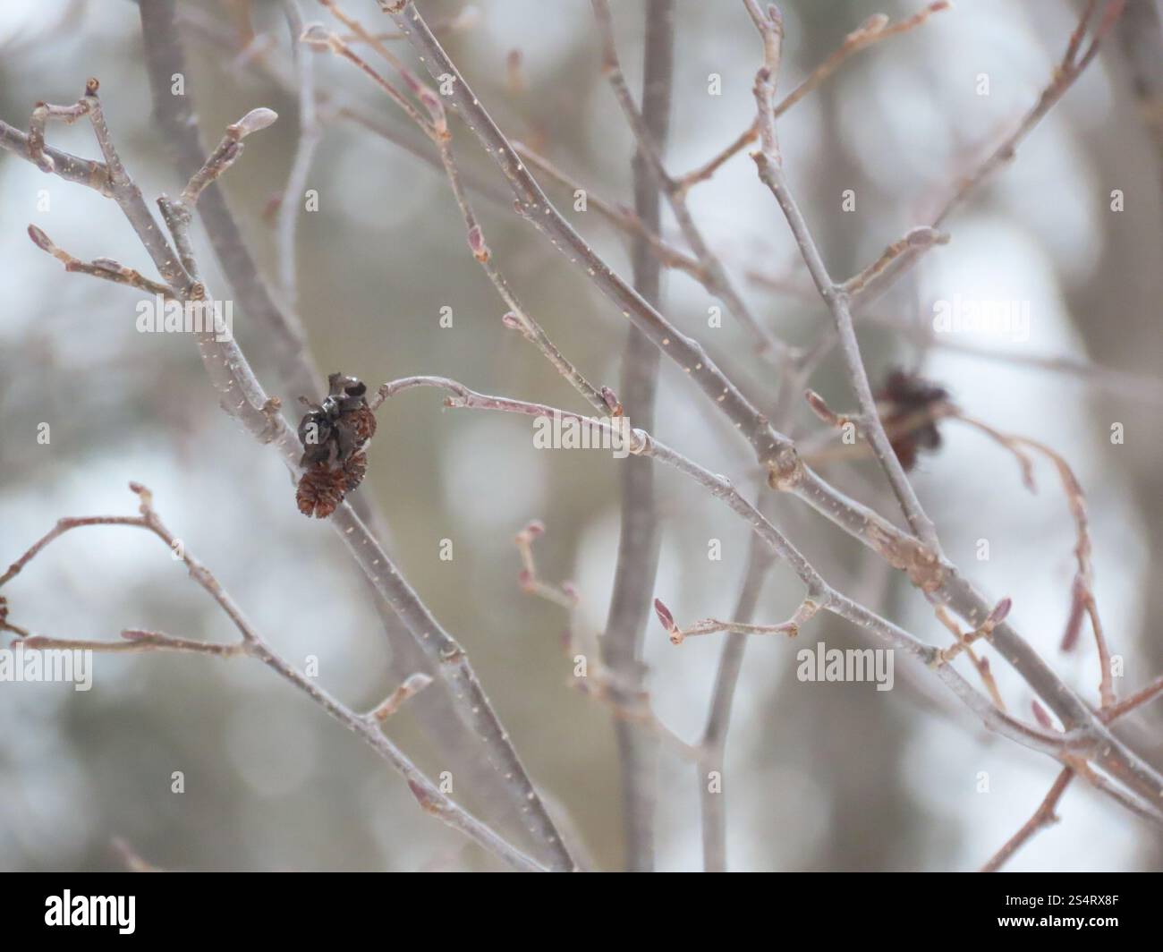 swamp alder (Alnus incana rugosa Stock Photo - Alamy
