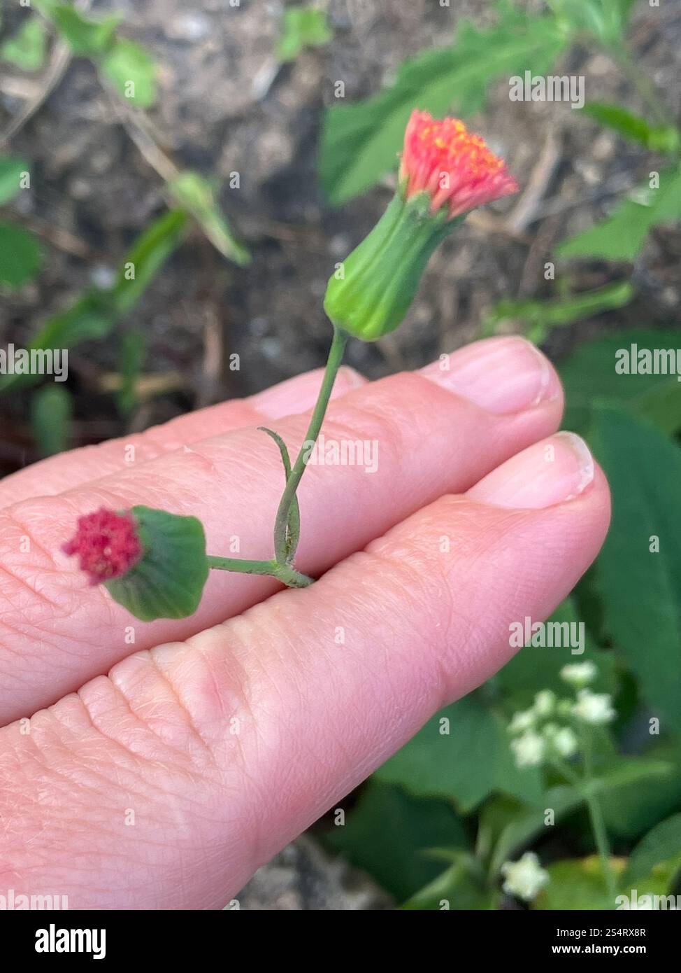 Red Tasselflower (Emilia fosbergii Stock Photo - Alamy