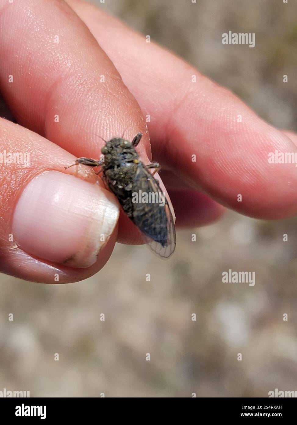 Black Cicadas (Maoricicada Stock Photo - Alamy