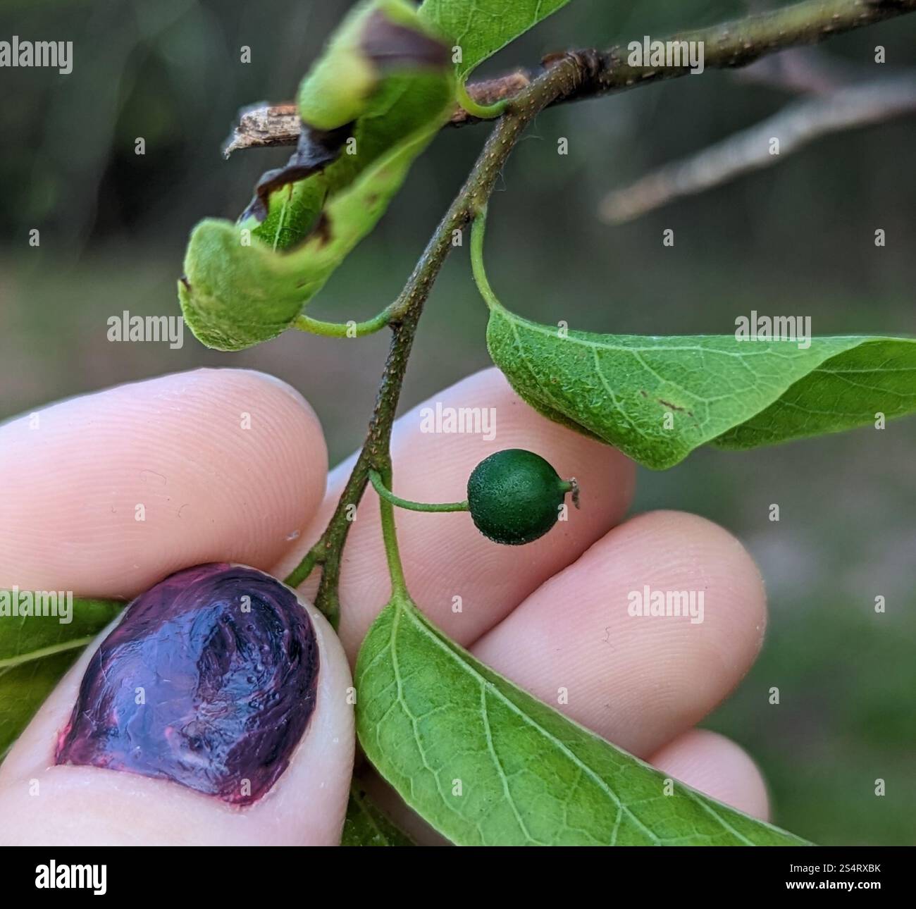 sugar hackberry (Celtis laevigata Stock Photo - Alamy