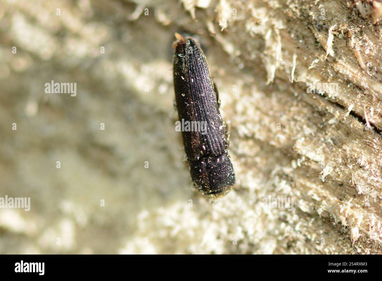 Melasis hi-res stock photography and images - Alamy