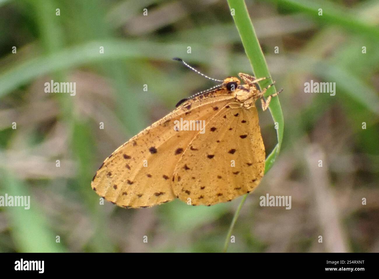 Eastern Spotted Buff (Pentila tropicalis tropicalis Stock Photo - Alamy