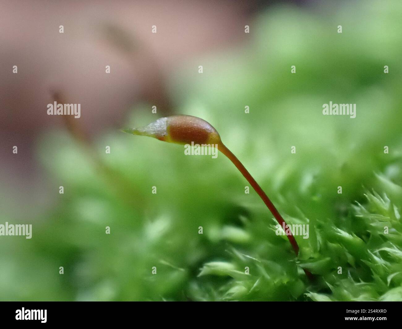 Clustered Feather-moss (Rhynchostegium confertum Stock Photo - Alamy