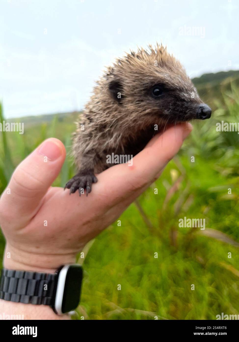 Common Hedgehog (Erinaceus europaeus Stock Photo - Alamy