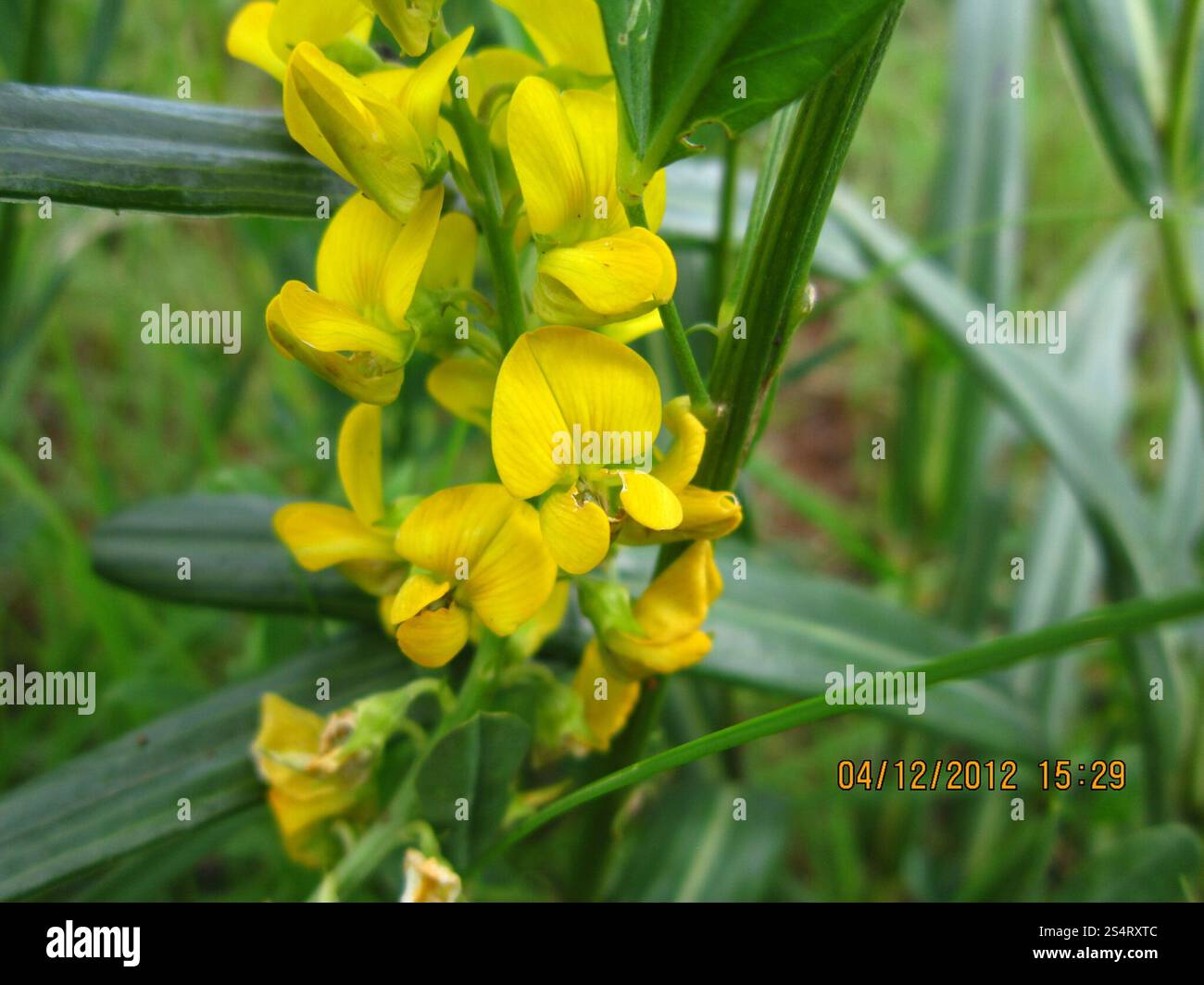 Round Pod Rattle Bush (Crotalaria globifera Stock Photo - Alamy
