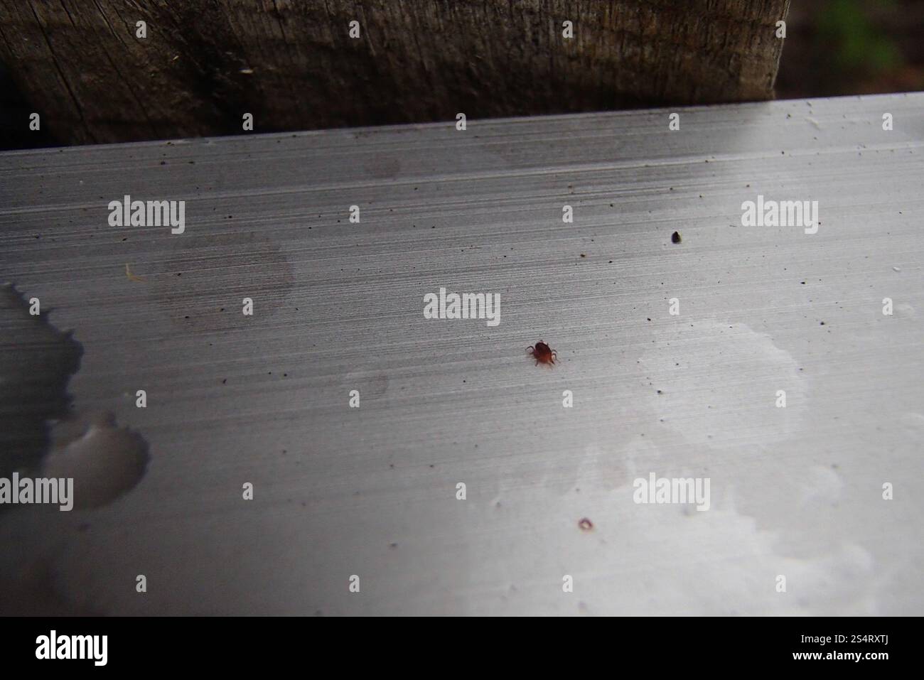 Snout Mites (Bdellidae Stock Photo - Alamy