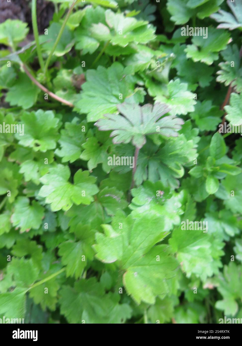 prairie buttercup (Ranunculus platensis Stock Photo - Alamy