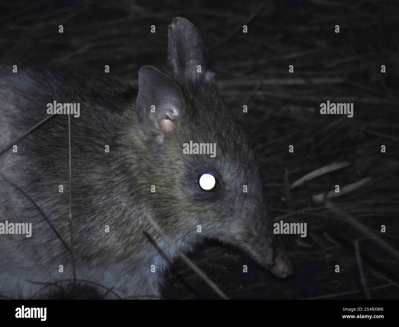 Eastern Barred Bandicoot (Perameles gunnii Stock Photo - Alamy