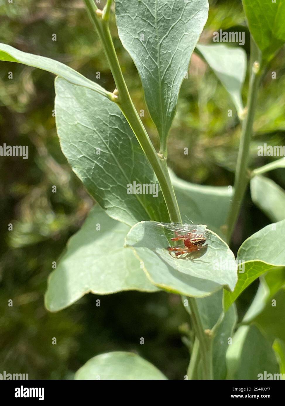 Leaf-curling Spider (Phonognatha graeffei Stock Photo - Alamy
