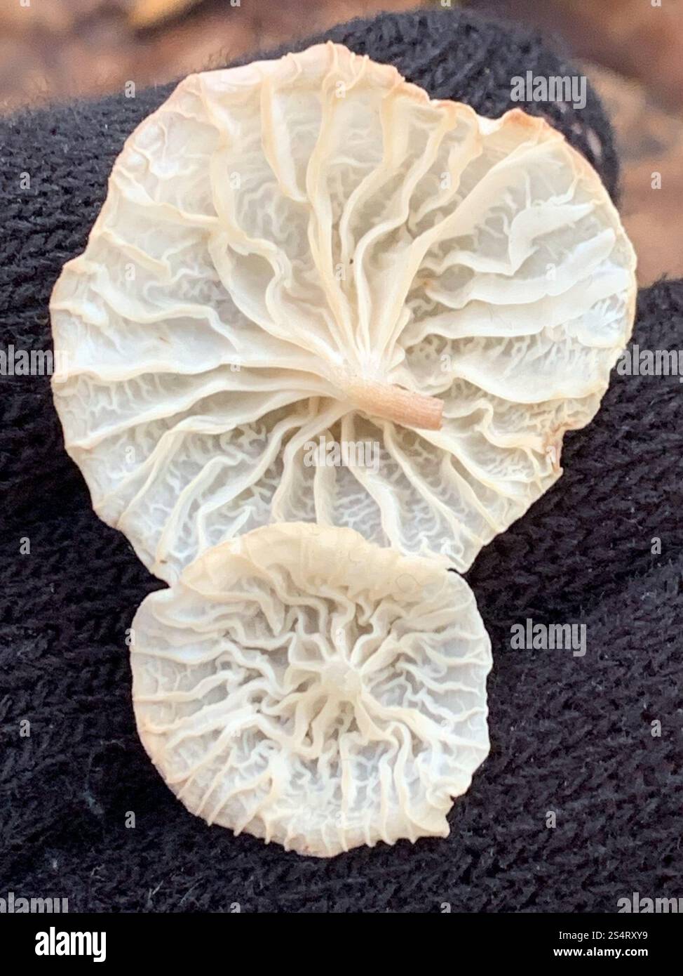 Fairy Parachutes (Marasmiellus candidus Stock Photo - Alamy