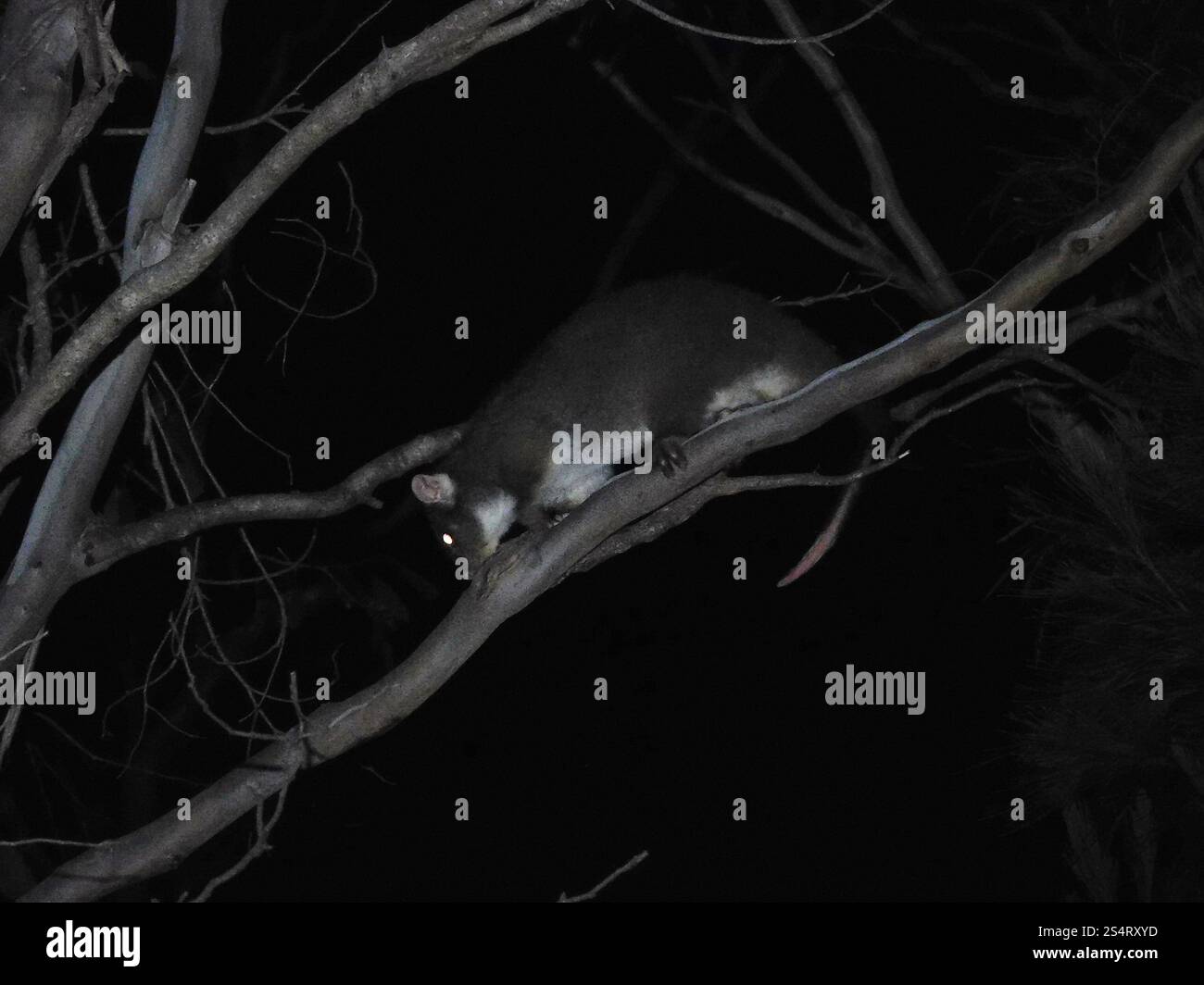 Common Ring-tailed Possum (Pseudocheirus peregrinus Stock Photo - Alamy