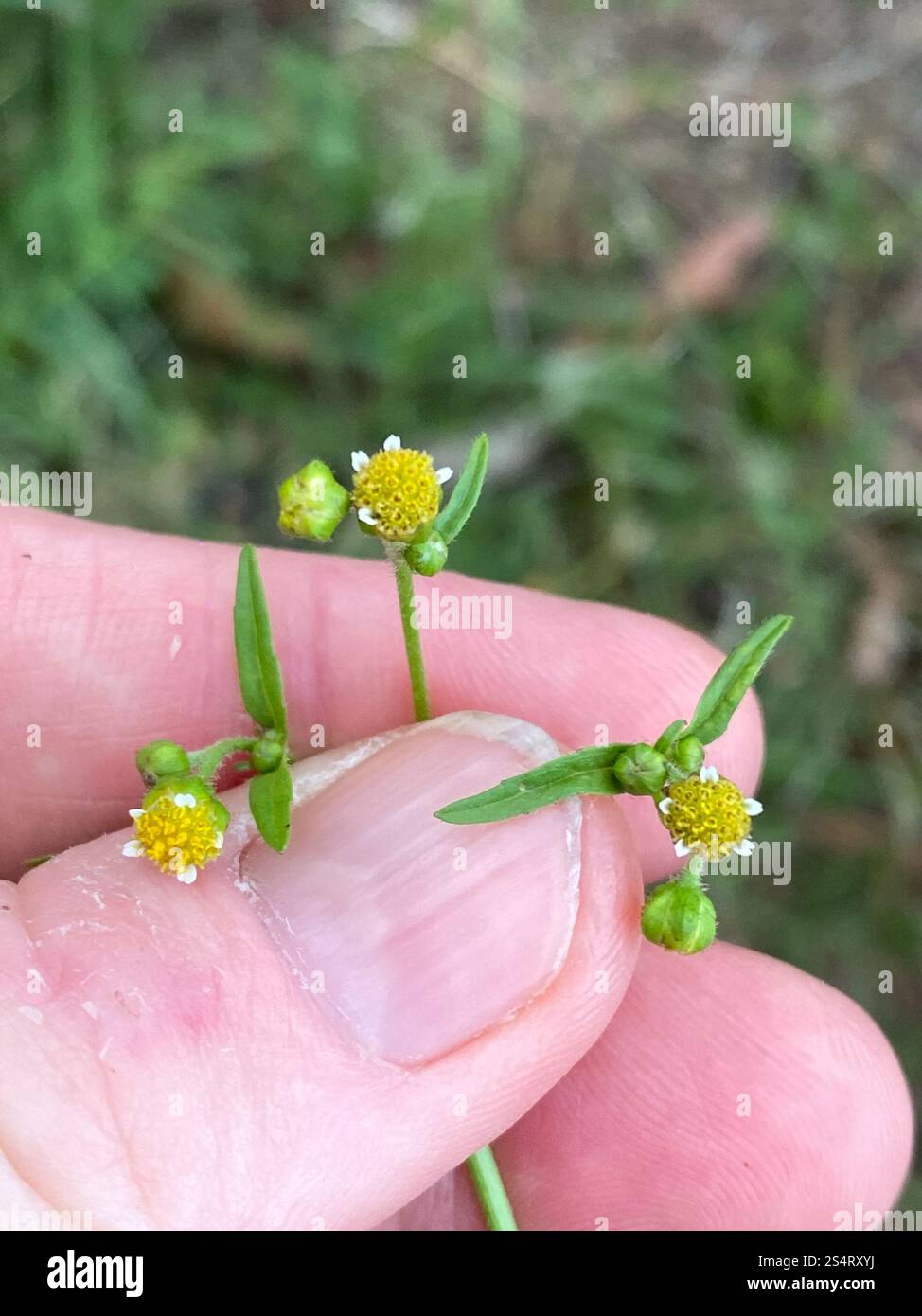 Gallant Soldier (Galinsoga parviflora Stock Photo - Alamy