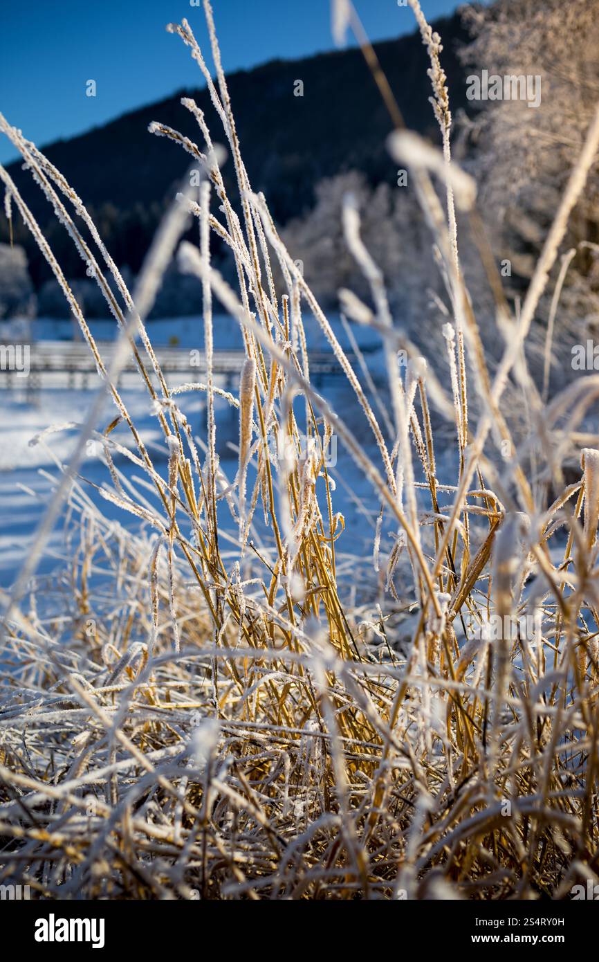 Closeup photo of yellow dry grass in field covered by hoar Stock Photo ...