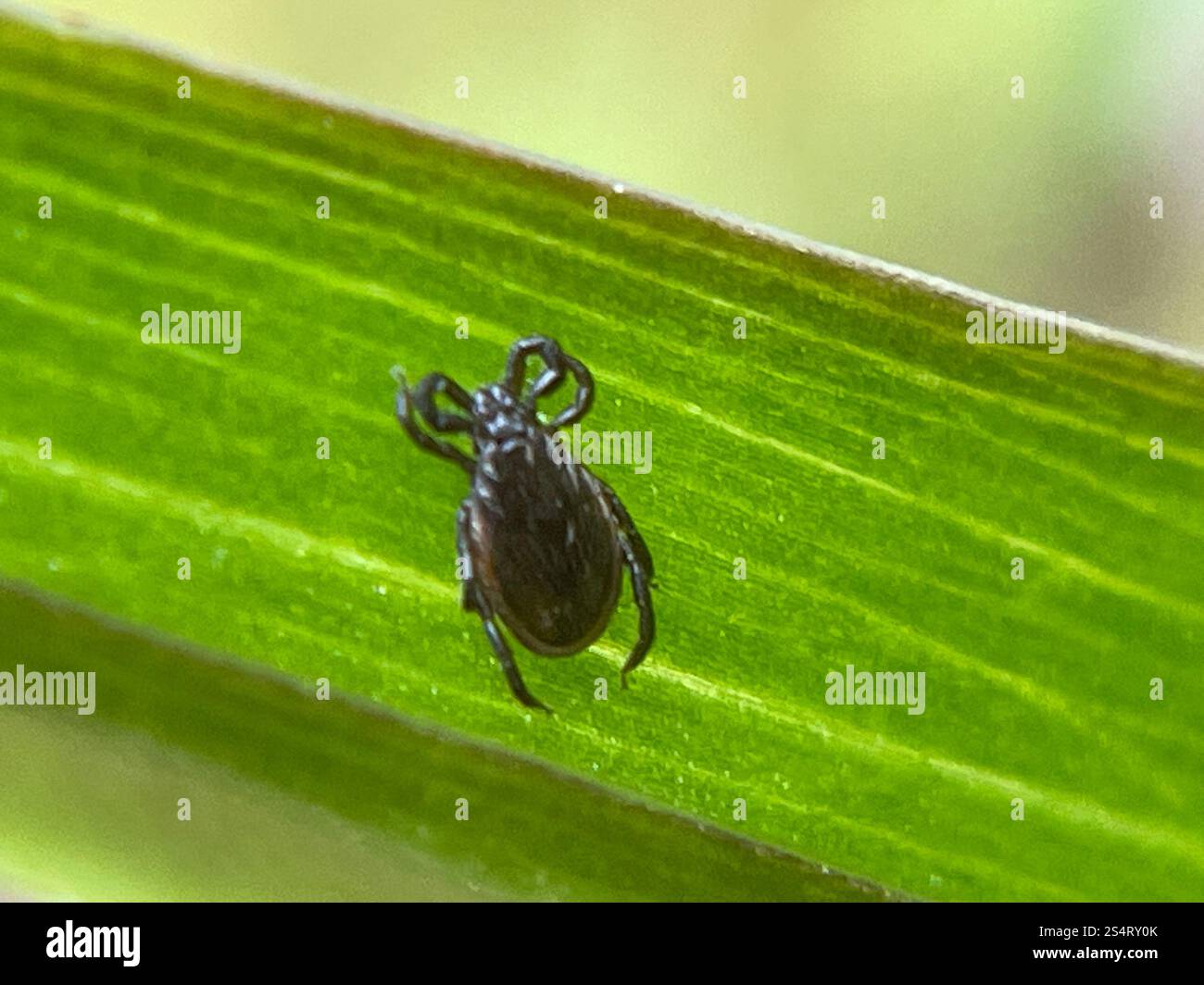 Western Black-legged Tick (Ixodes pacificus Stock Photo - Alamy