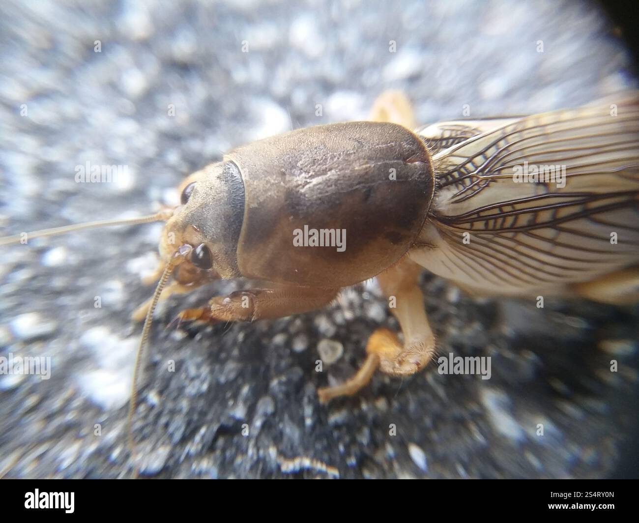 Mole Crickets (Gryllotalpidae Stock Photo - Alamy