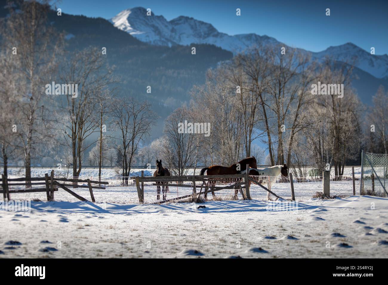 Beautiful horses pasturing in paddock at highland farm at snowy day ...