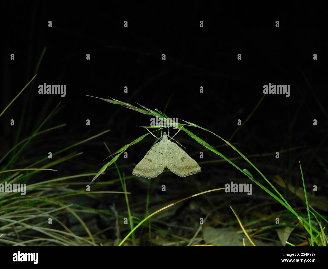Ring Cape Moth (Amelora zophopasta Stock Photo - Alamy