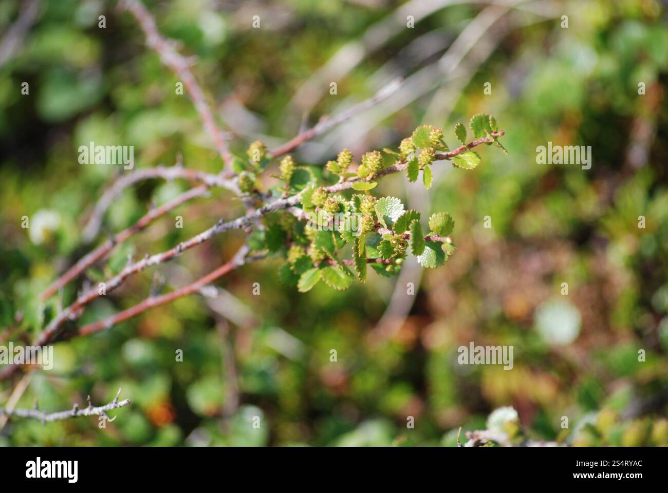 Exilis betula hi-res stock photography and images - Alamy