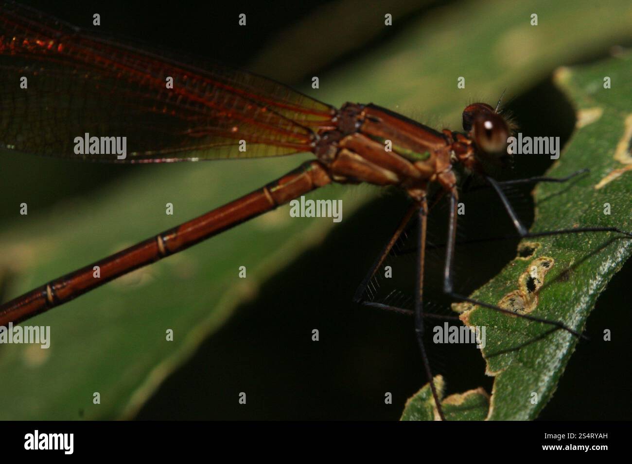 Broad-winged Damselflies (Calopterygidae Stock Photo - Alamy