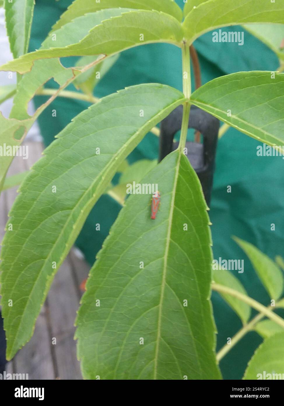 Red-banded Leafhopper (Graphocephala coccinea Stock Photo - Alamy