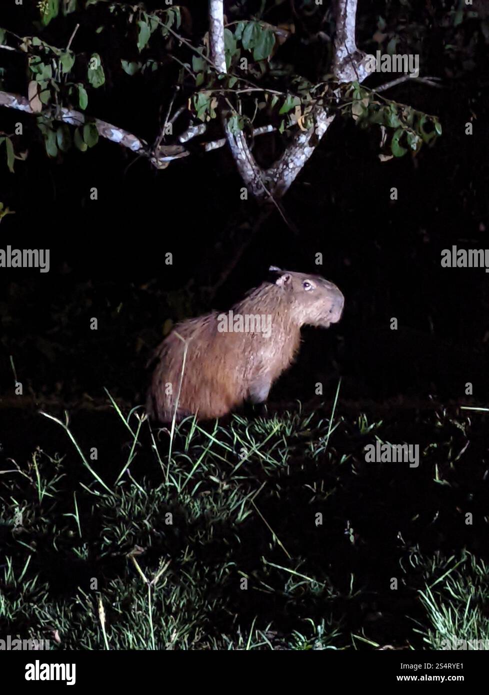 Lesser Capybara (Hydrochoerus isthmius Stock Photo - Alamy