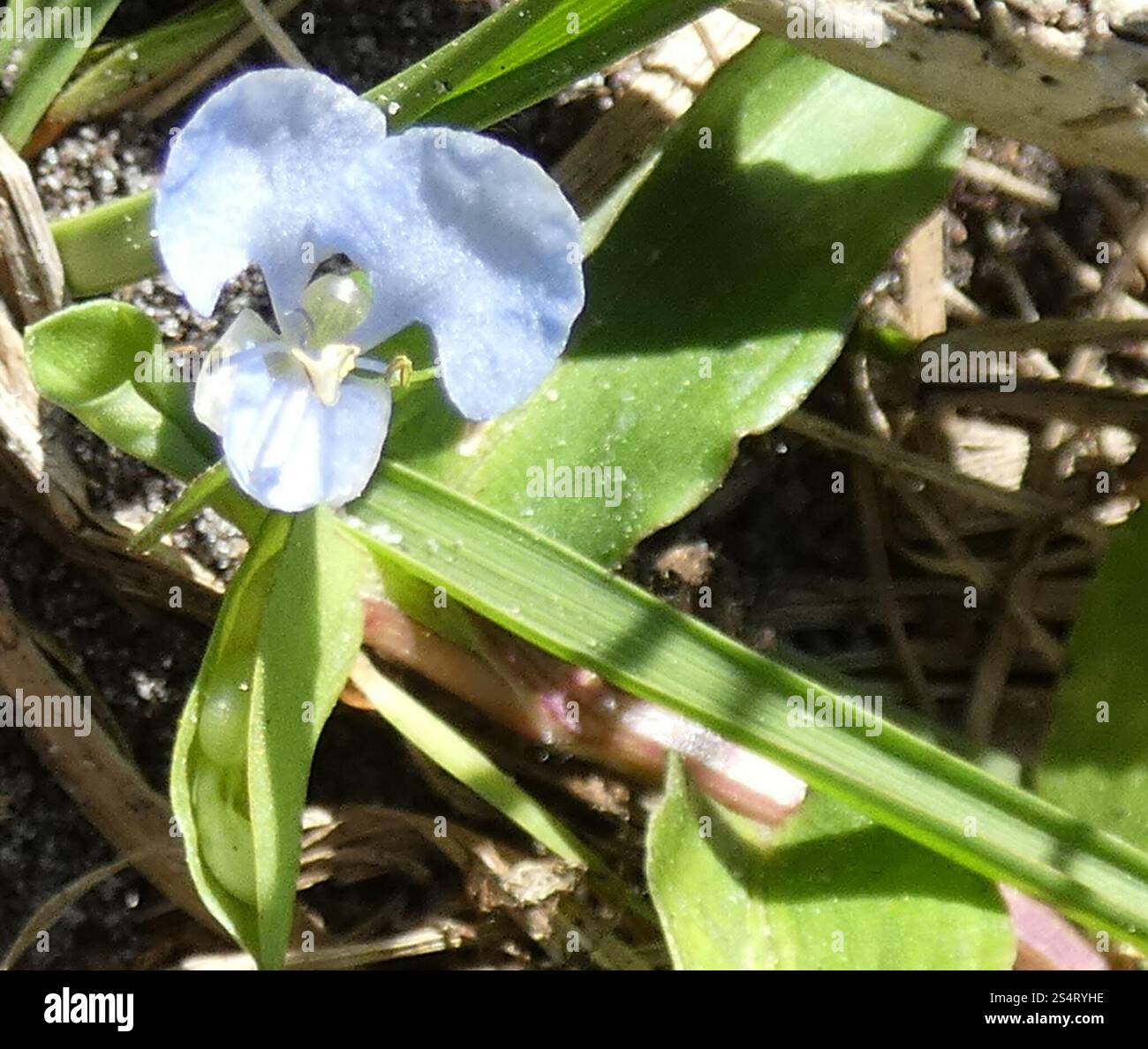 climbing dayflower (Commelina diffusa Stock Photo - Alamy