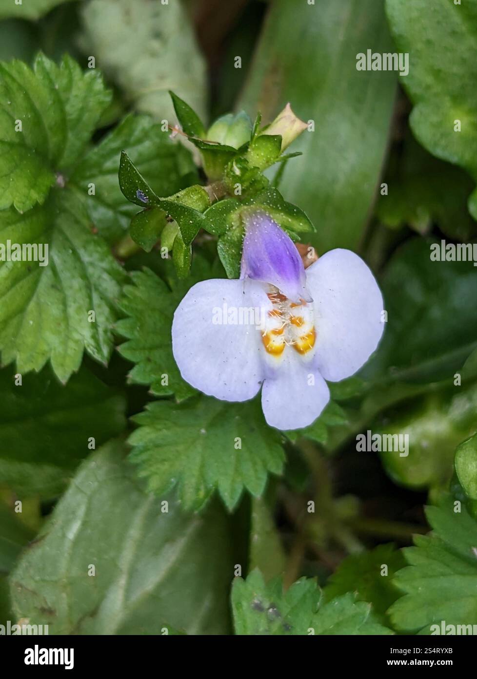 Taiwan Mazus (Mazus fauriei Stock Photo - Alamy