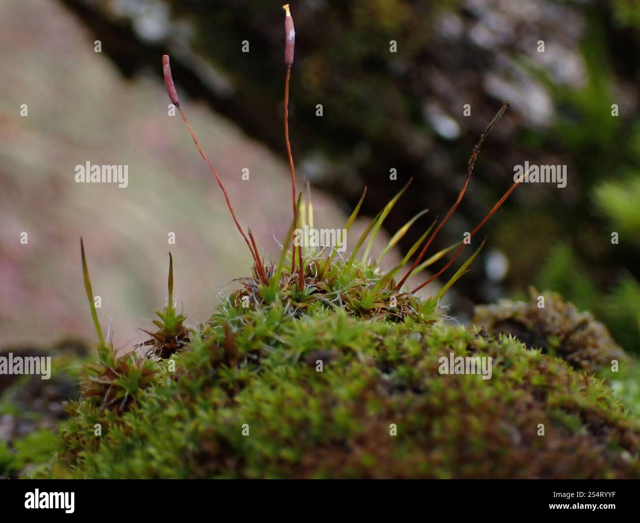 Star Moss (Syntrichia ruralis Stock Photo - Alamy